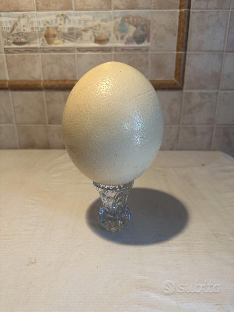 UOVA DI STRUZZO VUOTE PULITE E DISINFETTATE - Collezionismo In vendita ...