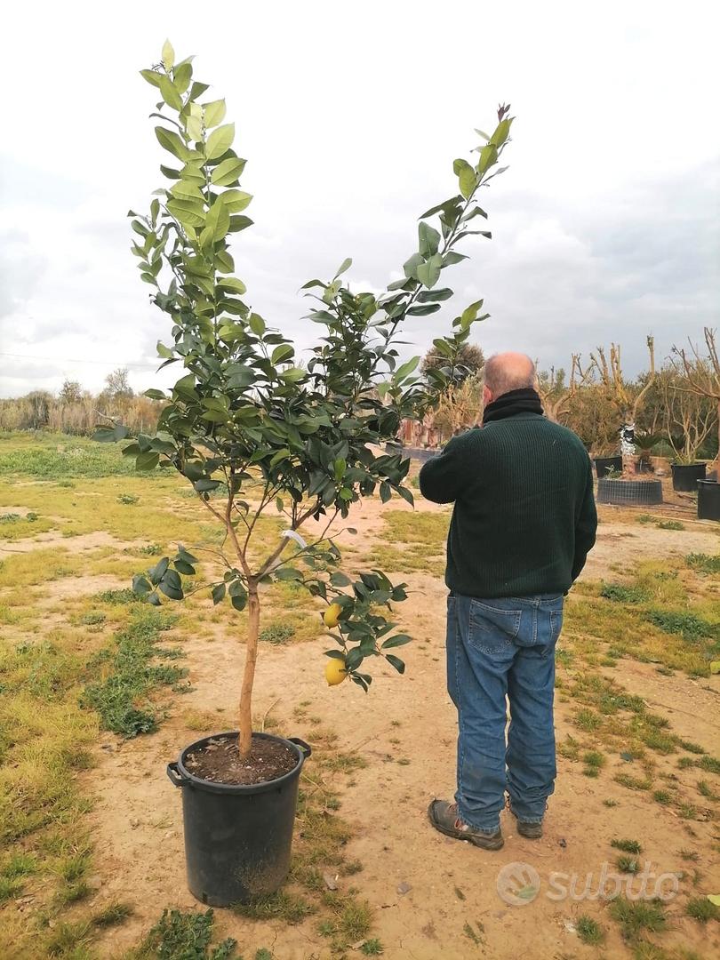 piante di limoni - Giardino e Fai da te In vendita a Sud Sardegna