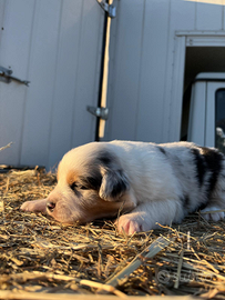 Cucciolo Pastore Australiano/Australian Shepherd - Animali In vendita a ...