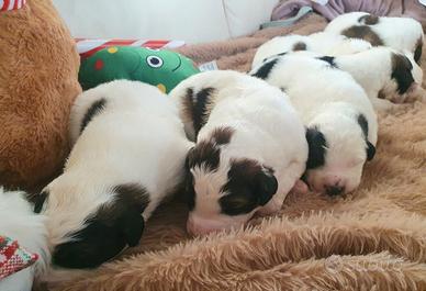 Tornjak RARITA IN ITALIA - Animali In vendita a Vicenza