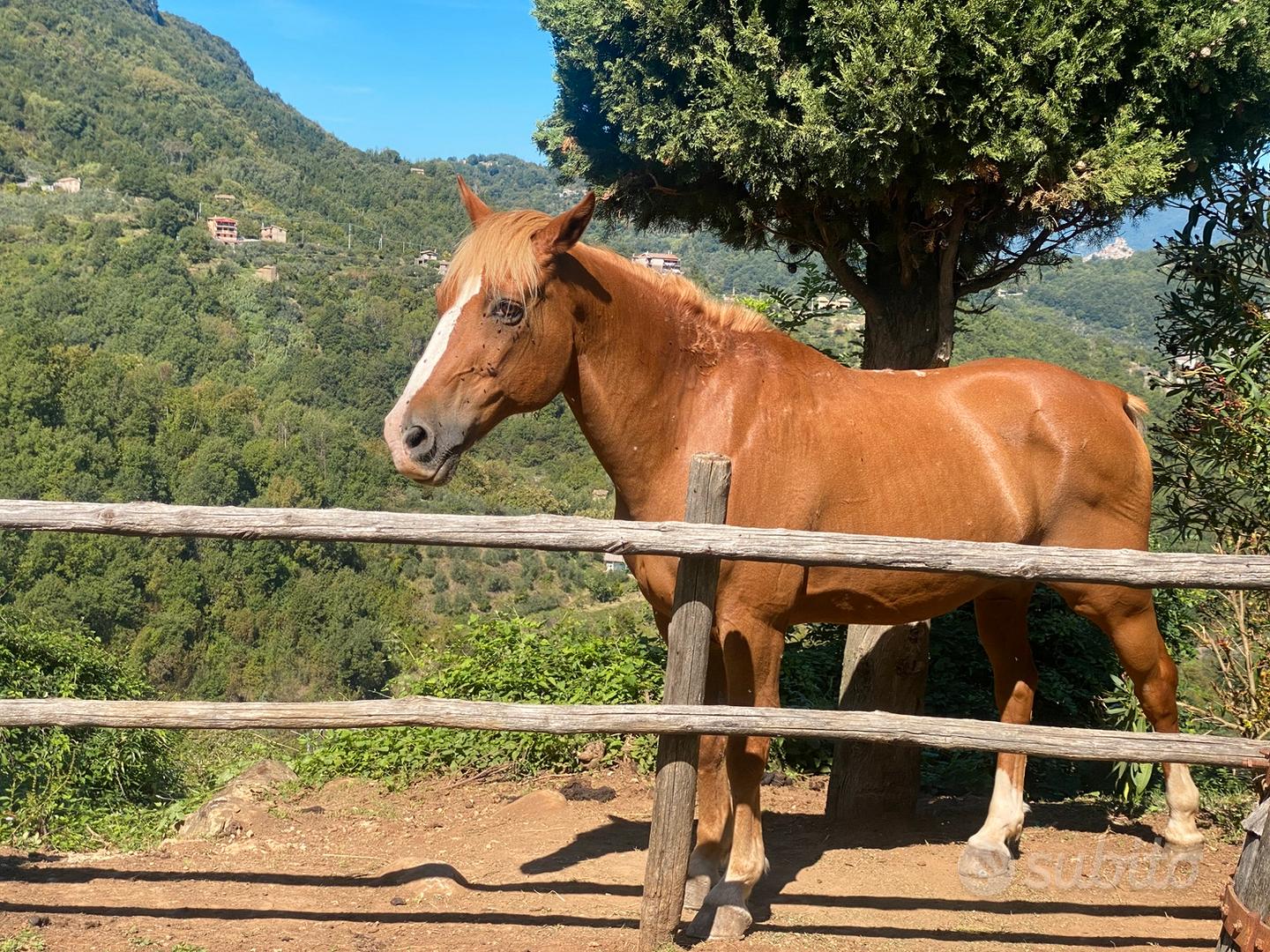 Cavallo - Animali In vendita a Roma