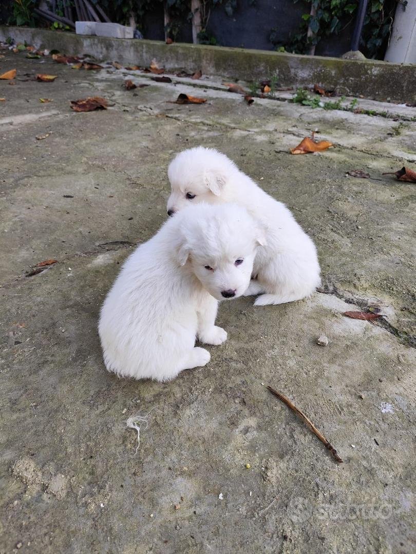 Cucciolo Pastore Maremmano Abruzzese - Animali In vendita a Catania