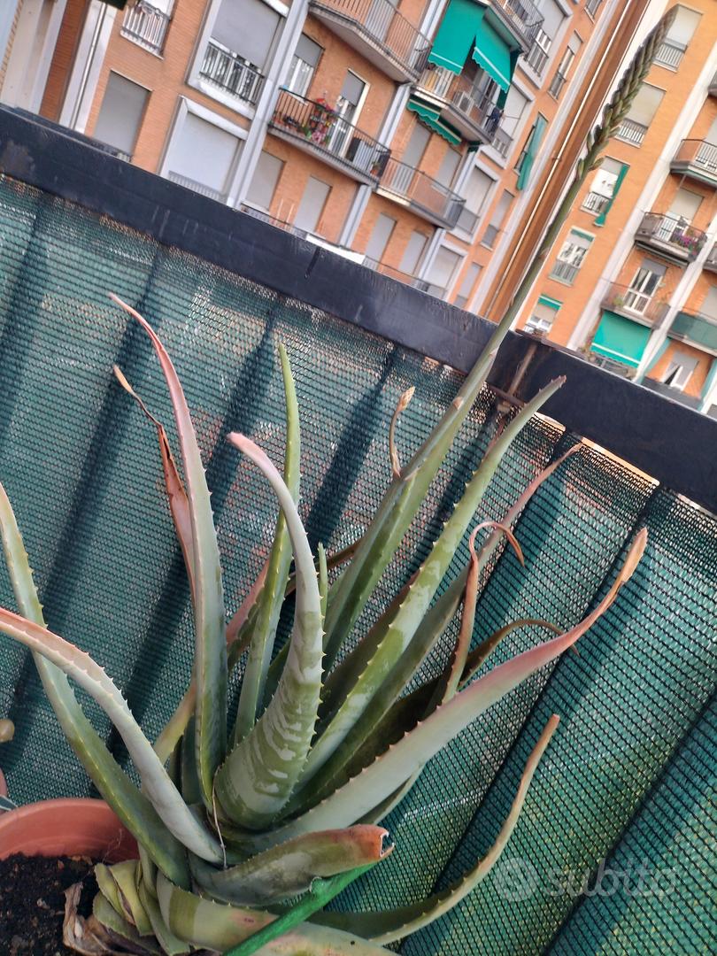 pianta aloe bella - Giardino e Fai da te In vendita a Milano