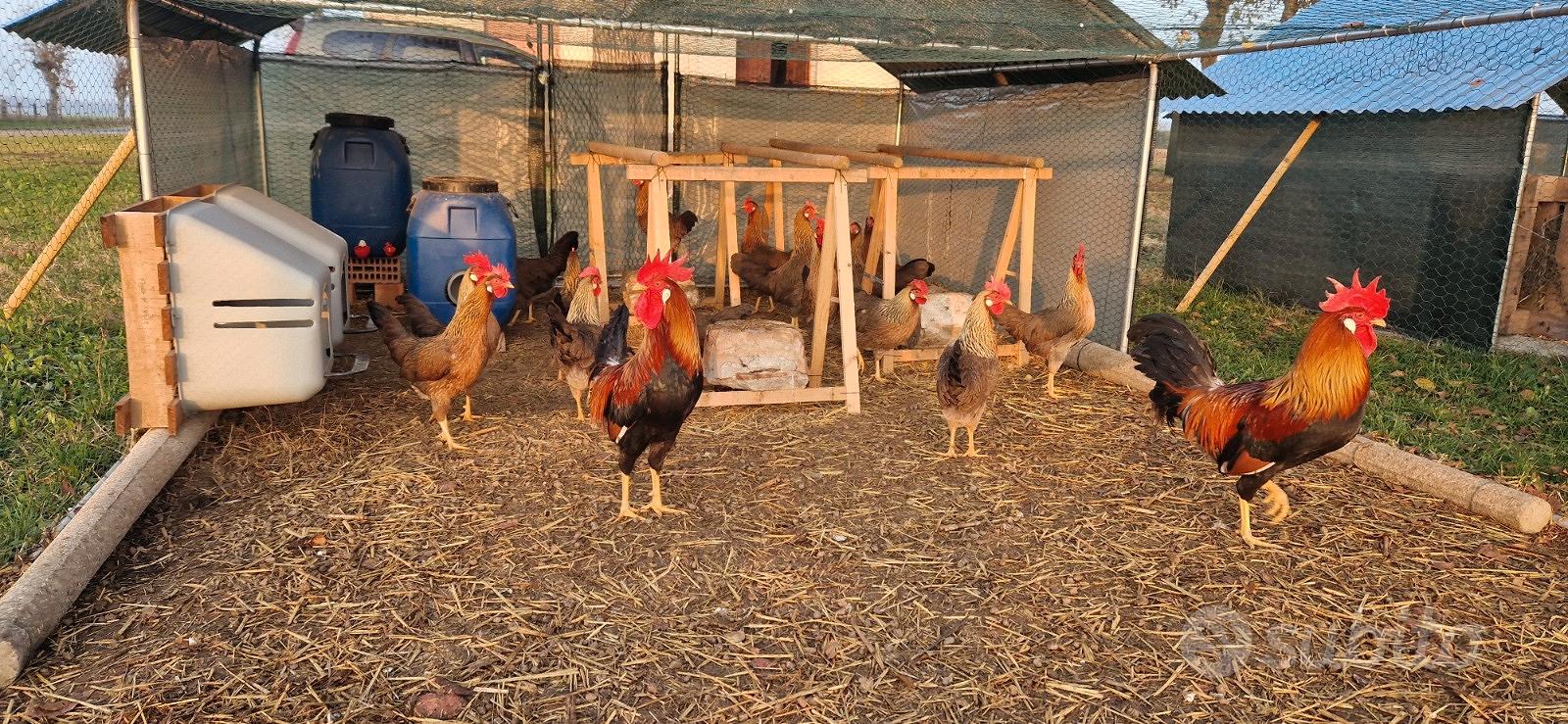 Pulcini pulcinotti galli galline LIVORNO COLLO ORO - Animali In vendita ...