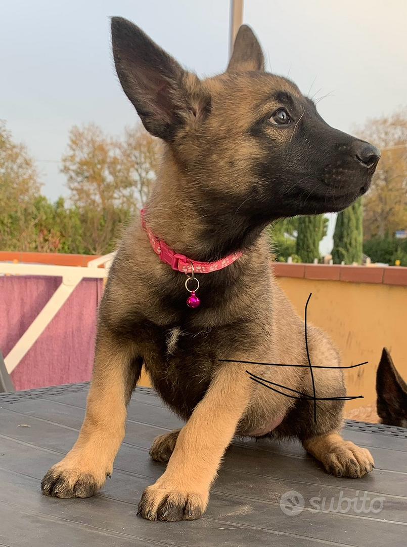 Pastori Belga Malinois - Animali In vendita a Ancona