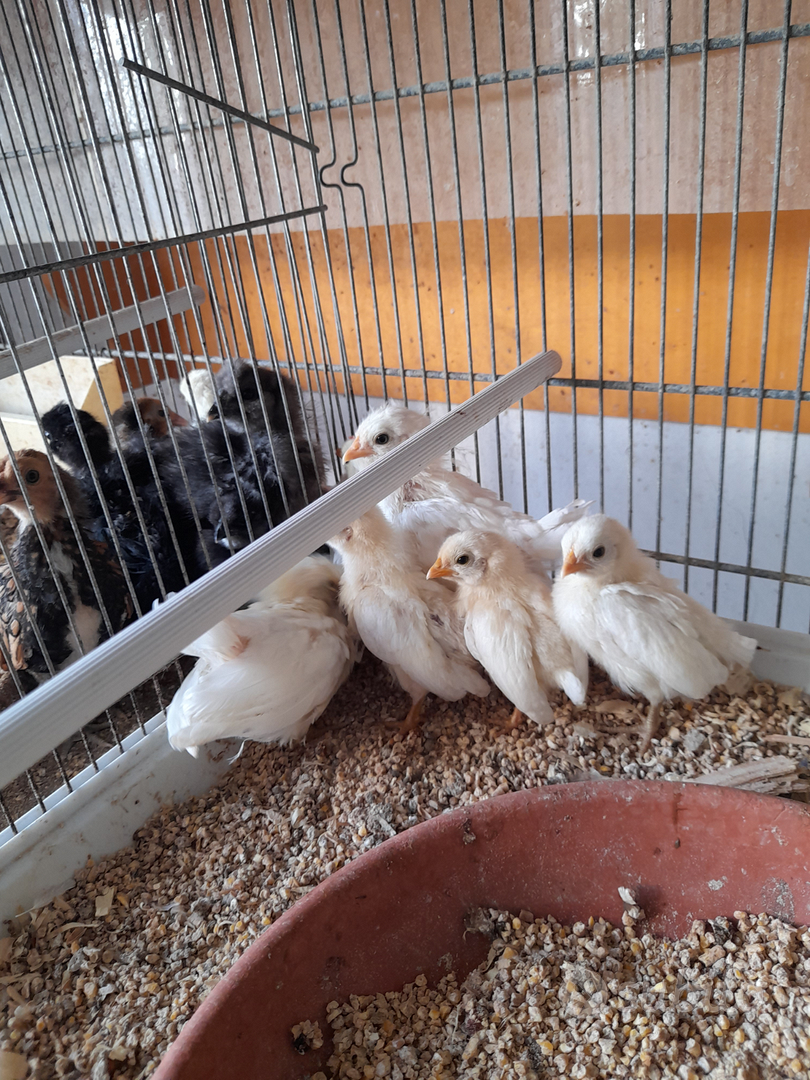 Pulcini nagasaki ,moroseta, concincina,olandesi ci - Animali In vendita ...