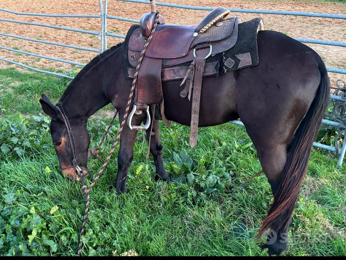 Mulo Quarter - Animali In vendita a Campobasso