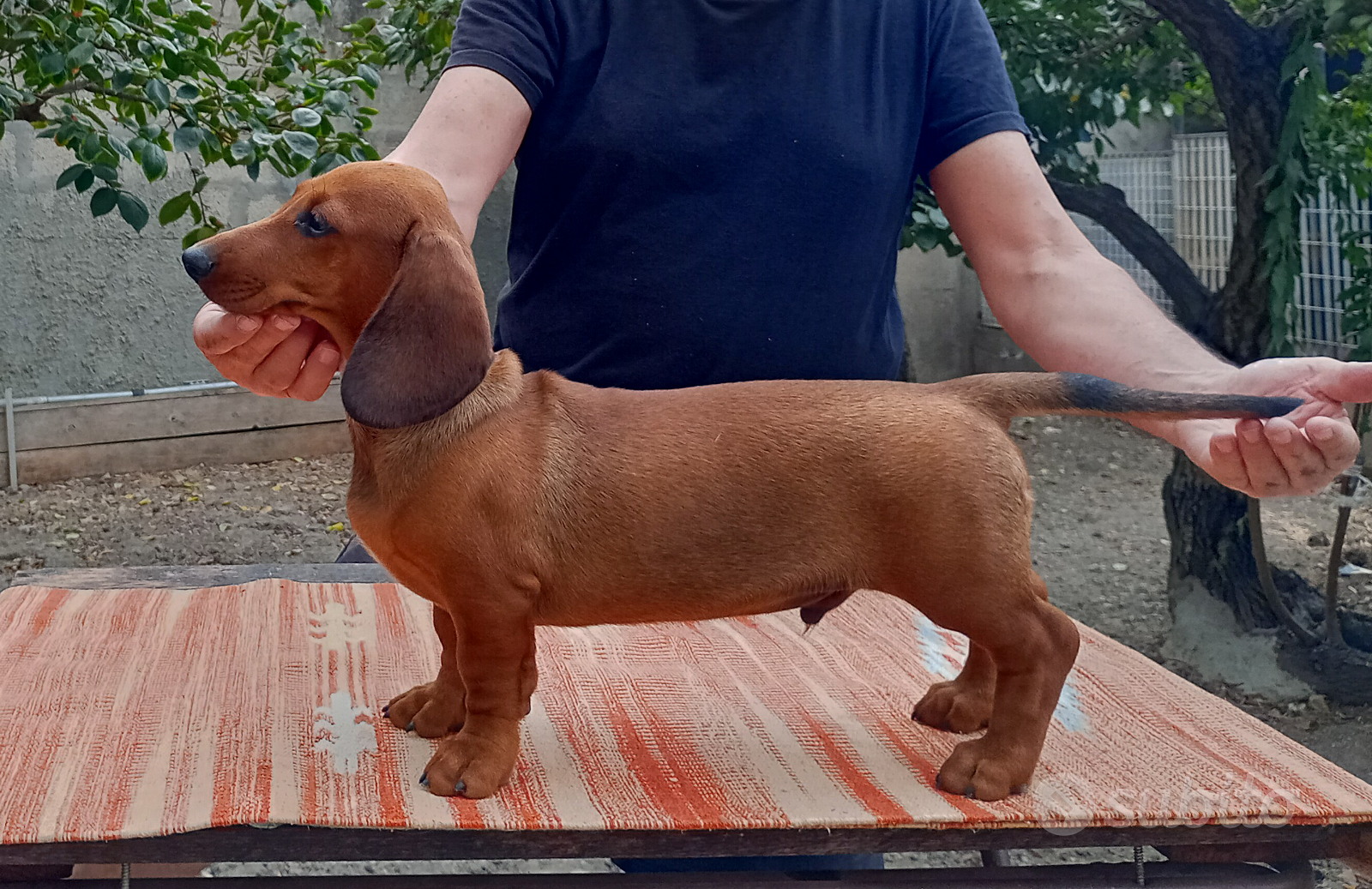 Bassotti standard, s/c - Animali In vendita a Sud Sardegna