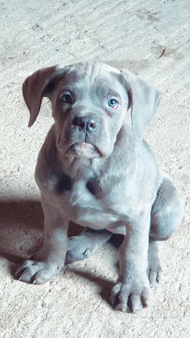 Cuccioli di cane corso grigio con Pedigree ENCI - Animali In vendita a ...