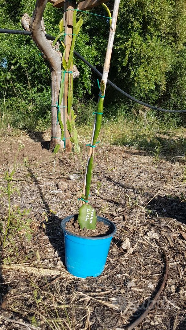 Pianta di Pitaya Dragon Fruit Cosmic Charlie - Giardino e Fai da te In ...