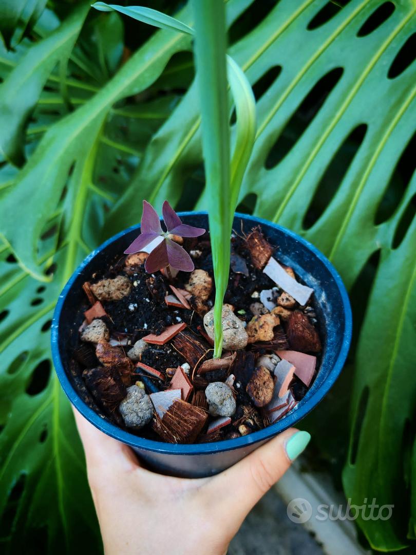 Pianta Oxalis Triangularis Viola + Bulbo Allium - Giardino e Fai da te ...