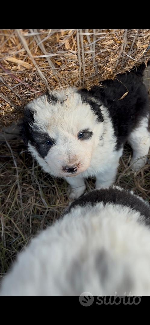 Cucciolo pastore lagorai / border colli - Animali In vendita a Padova