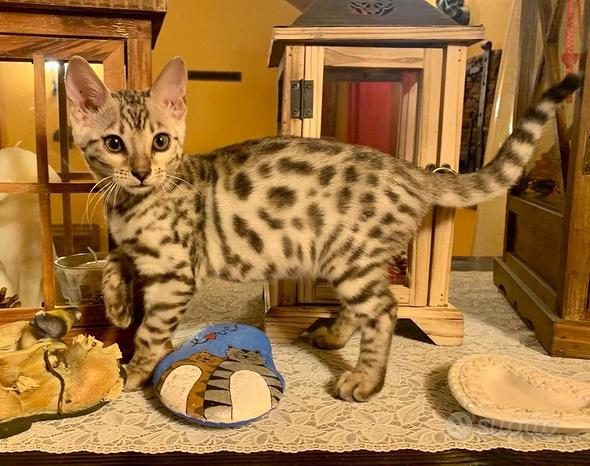 Bengala cuccioli pedigree enfi - Animali In vendita a Milano