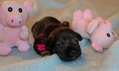 Cuccioli di schnauzer nano pepe e sale - Animali In vendita a Torino