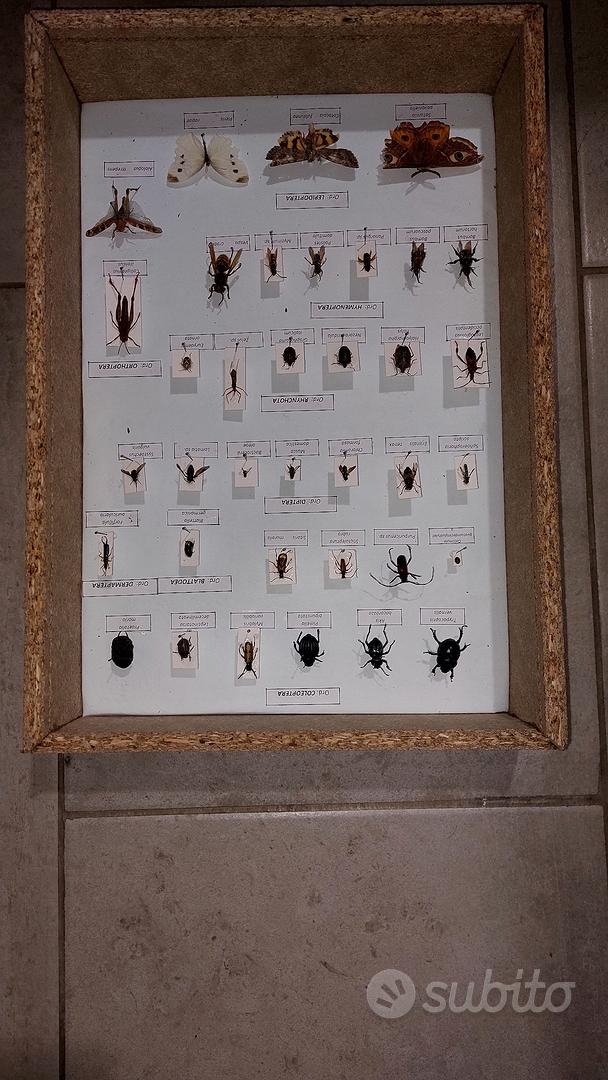 Scatola entomologica, cassetta entomologia agraria - Collezionismo In ...