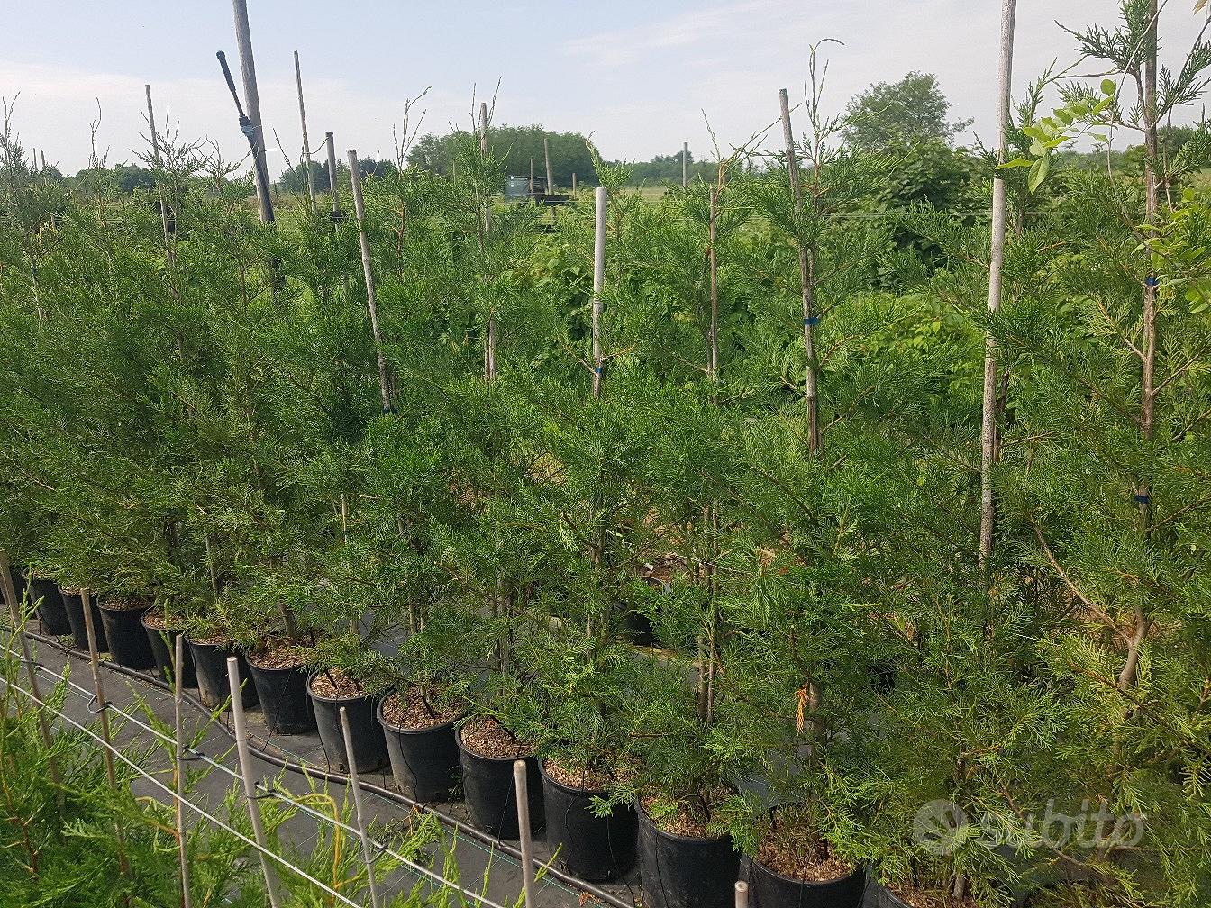 piante di leylandii pinetto - Giardino e Fai da te In vendita a Varese