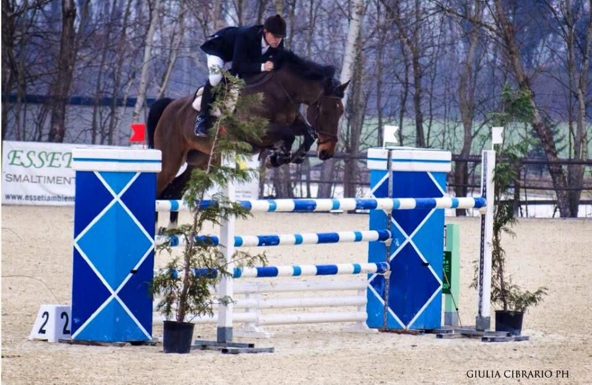 Cavalla francese gravida di Balou Star - Animali In vendita a Cuneo