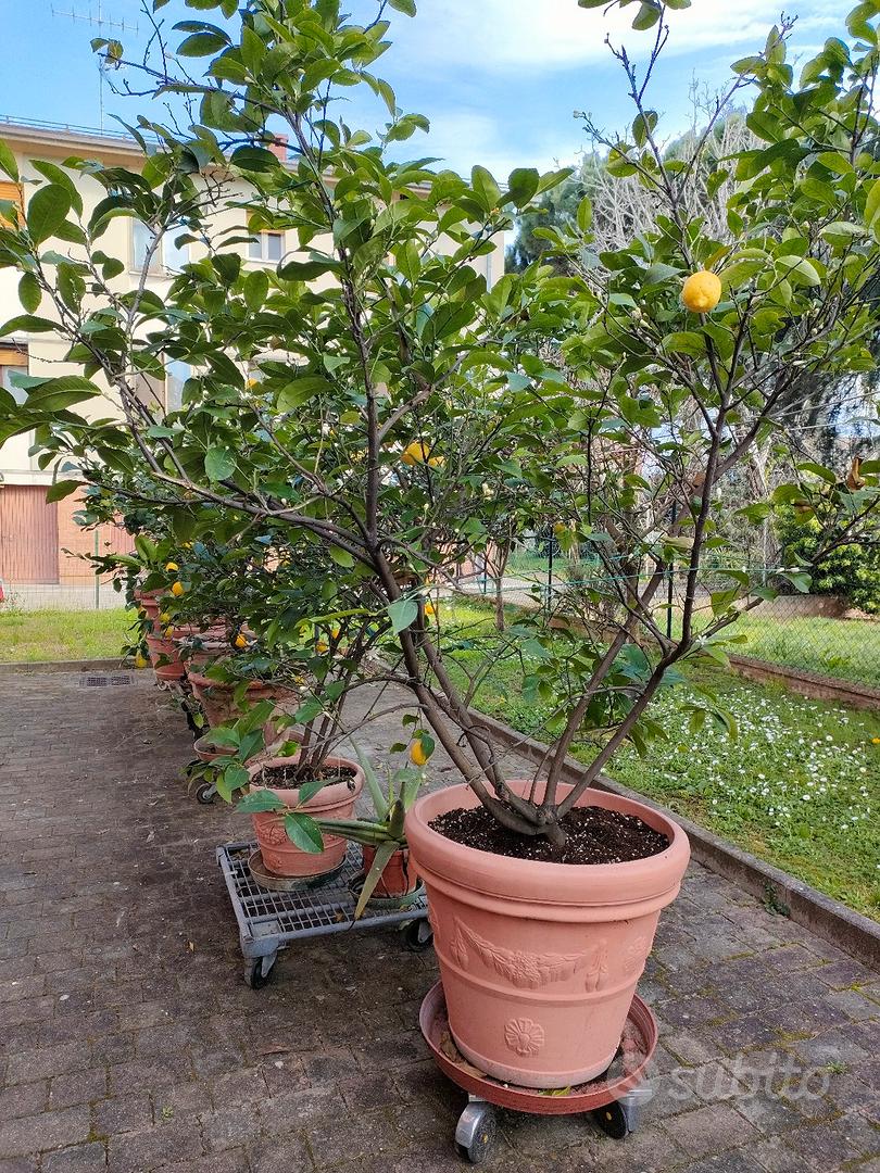 piante di Limoni di oltre 30 anni - Giardino e Fai da te In vendita a ...