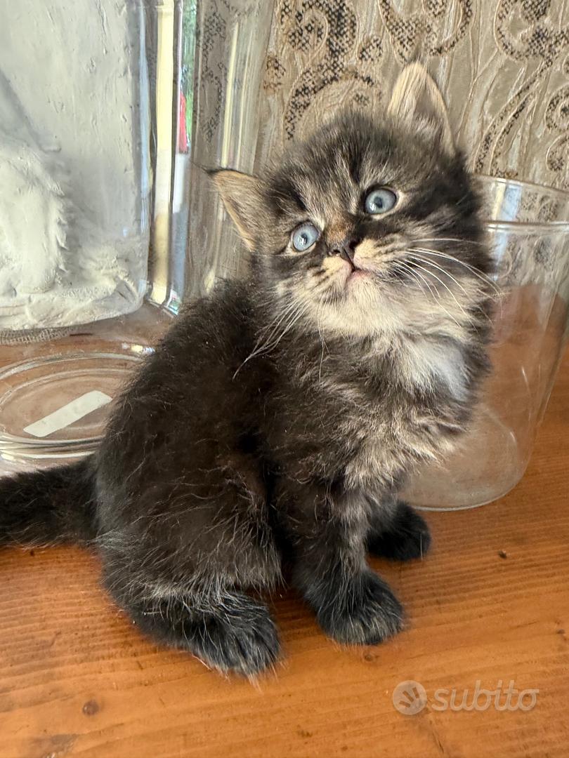 Gatti siberiani - Animali In vendita a Padova