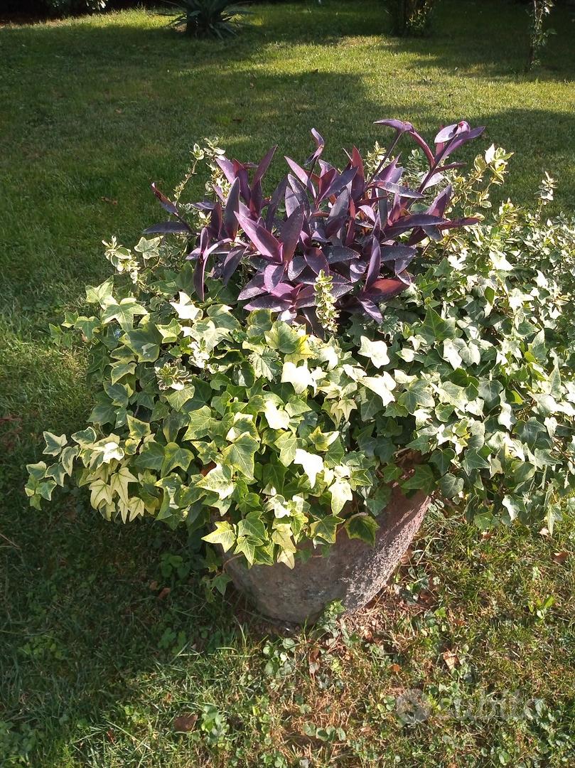 Pianta Miseria Tradescantia viola PERENNE - Giardino e Fai da te In ...