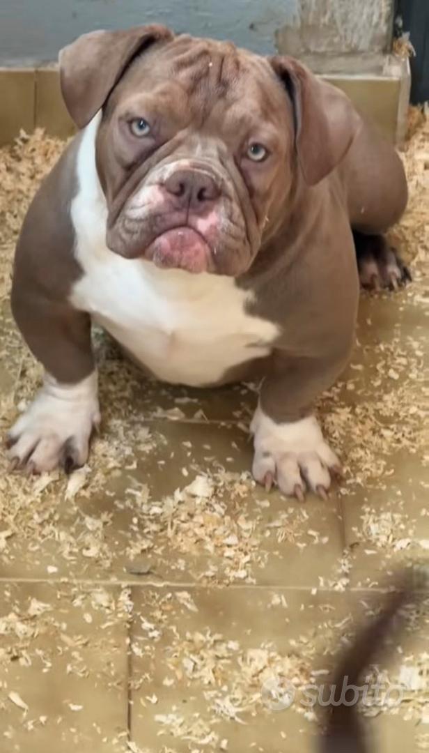 American Bully Micro Exotic(extreme) - Animali In vendita a Caserta
