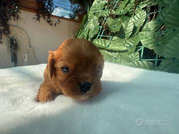 Cavalier king ruby - Animali In vendita a Siracusa