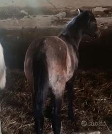 Cavallo - Animali In vendita a Palermo