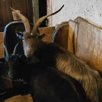 Capre - Regalo e vendita animali in Lombardia - Subito.it