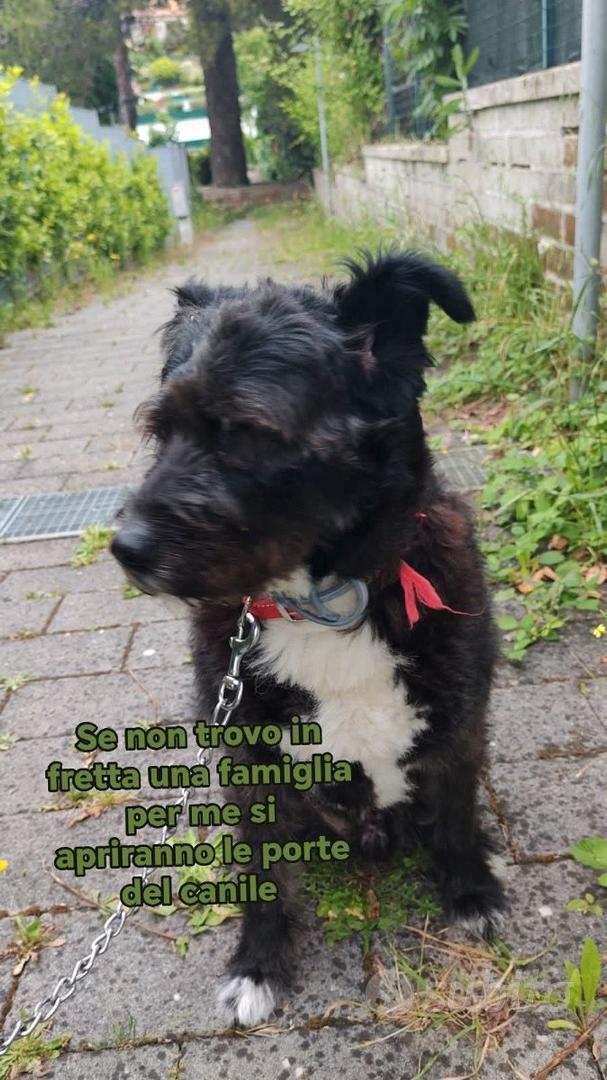 Bel cane meticcio 3 anni do' per buona adozione - Animali In regalo a Roma