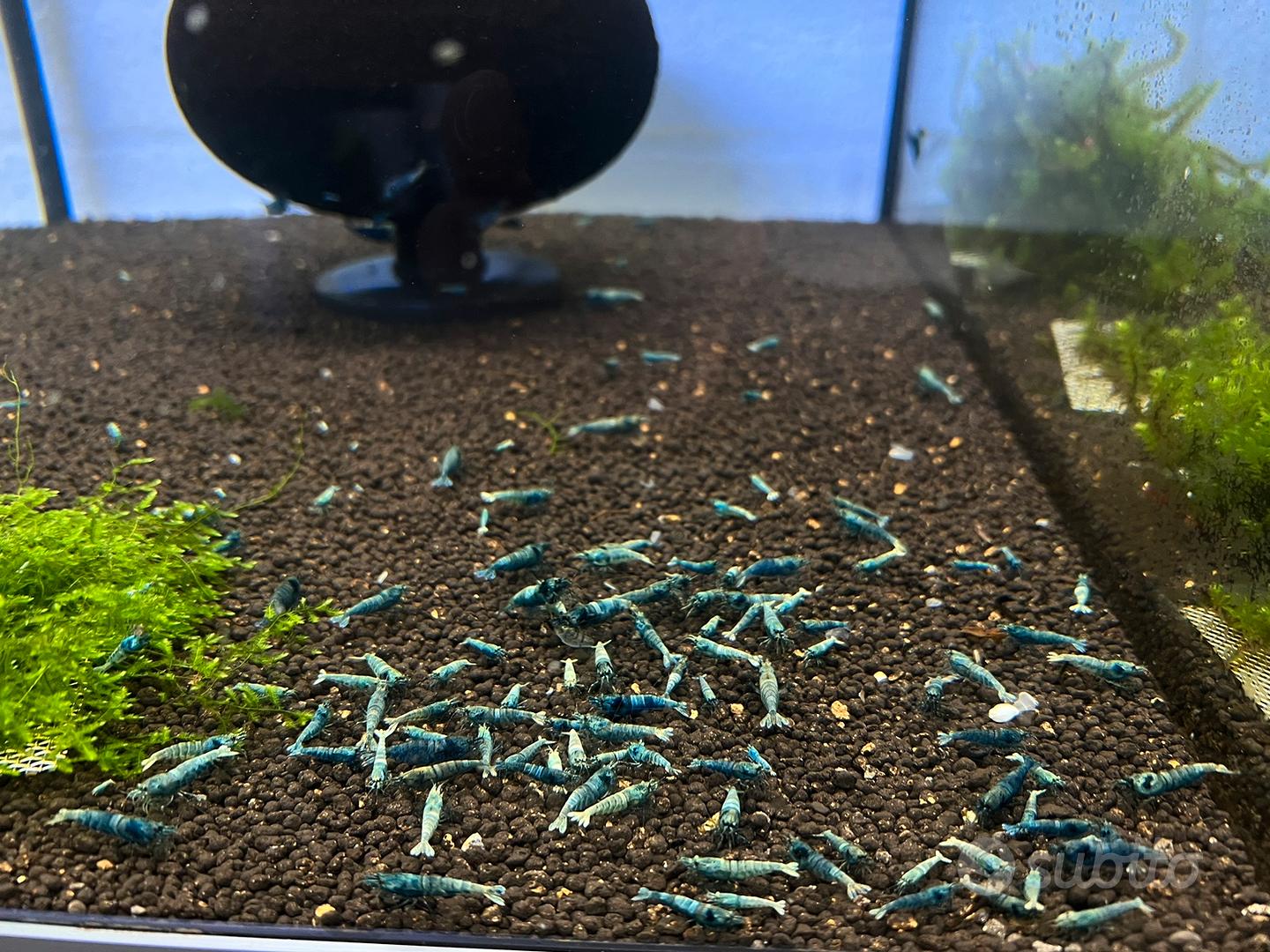 Taiwan Bee Blu Bolt Caridina Logemanni - Animali In vendita a Bologna