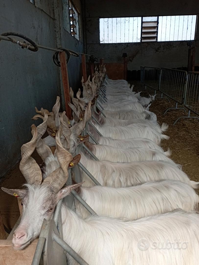 Disponibile capre - Animali In vendita a Pavia