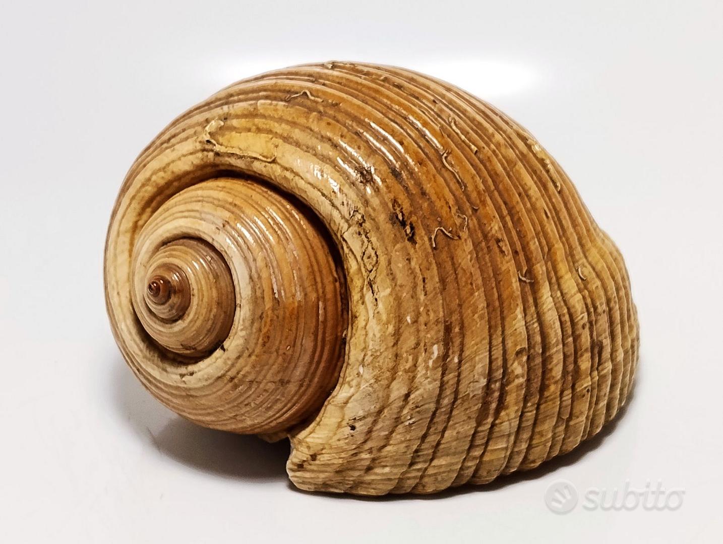 Conchiglia marina naturale Tonna Galea 17x12 cm - Collezionismo In ...