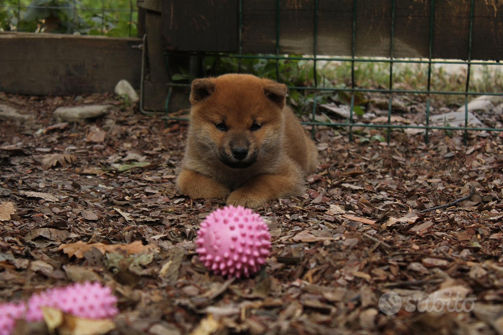 Shiba con pedigree - Animali In vendita a Pavia