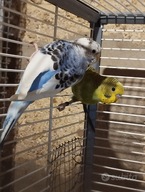 Cocoriti - Animali In vendita a Ragusa