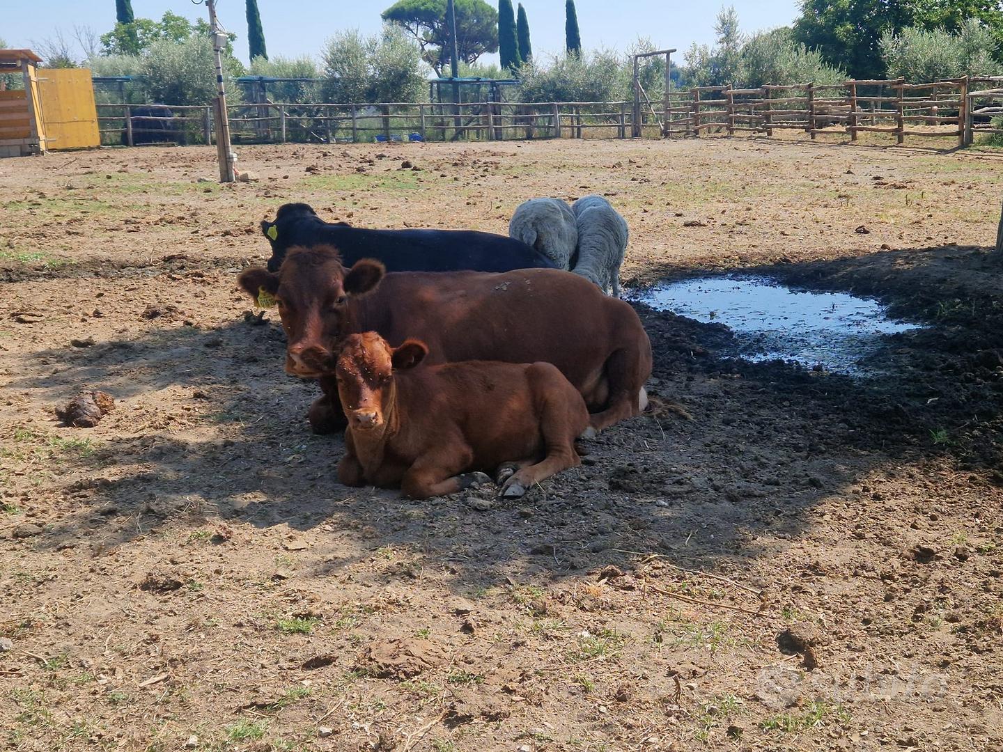 Mini Mucche Pura Razza Dexter - Animali In vendita a Roma