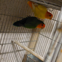 Inseparabili - Regalo e vendita animali a Brescia e provincia - Subito.it