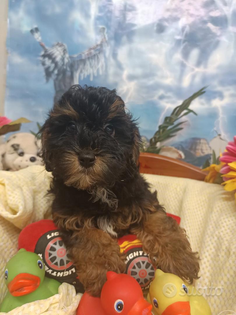 Particolar Color Nero Phantom --Maltipoo - - Animali In vendita a Vicenza