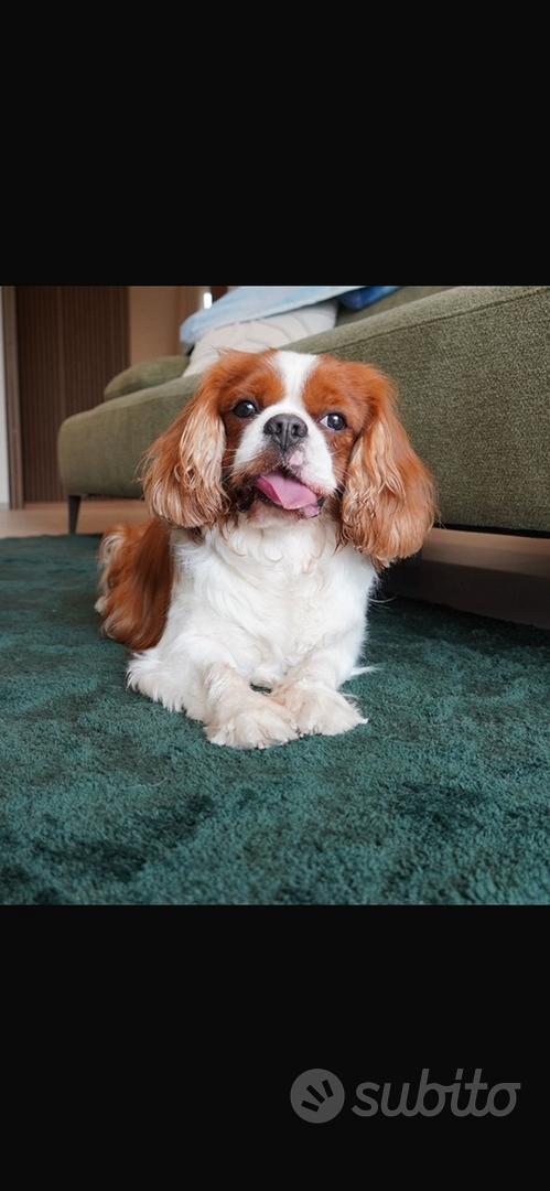 Cavalier King Charles Spaniel Blenheim per monta - Animali In vendita a ...