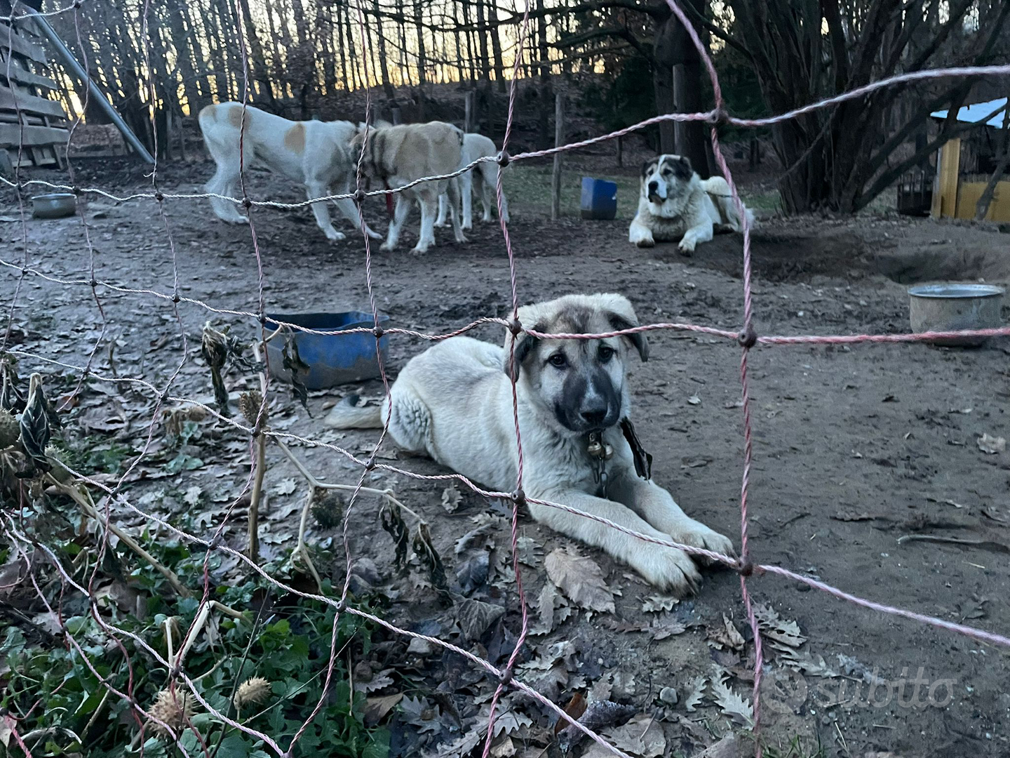 Pastore del Caucaso georgiano - Animali In vendita a Cuneo