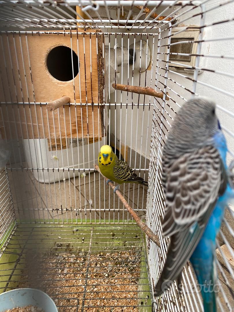 Coppia cocorite - Animali In vendita a Pisa