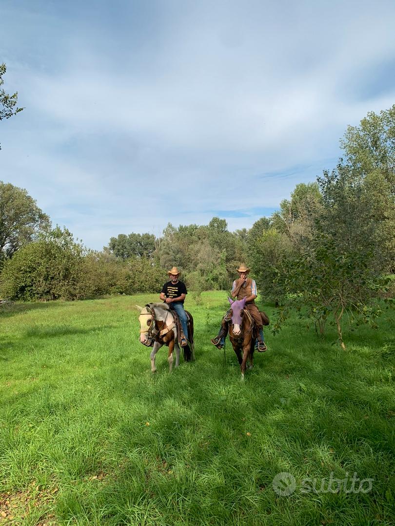 Cavallo - Animali In vendita a Cremona