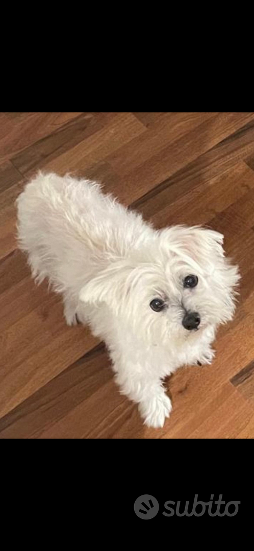 Cane Maltese Maltesina - Animali In regalo a Palermo