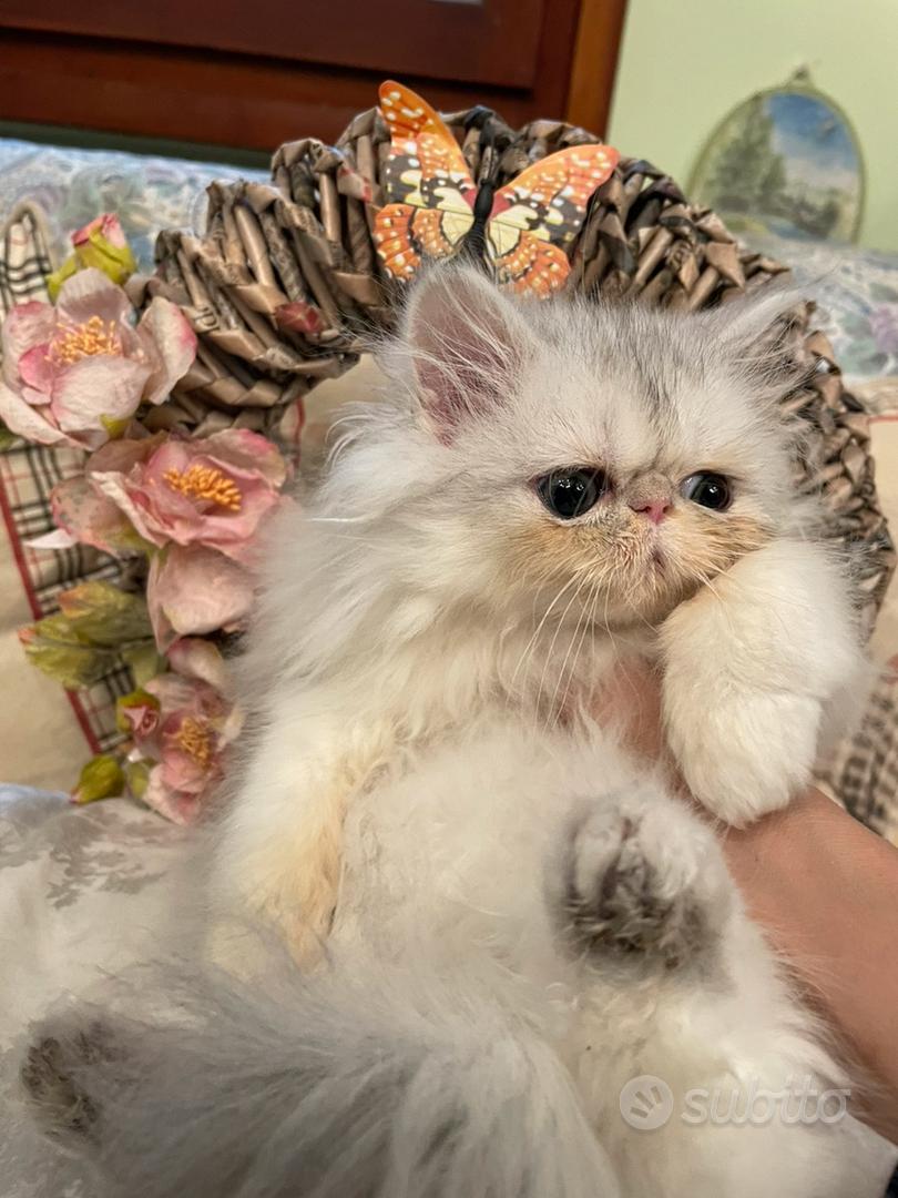 Gatto Persiano Nano Gatto Di Procione Lavatore Principale Lanuginoso