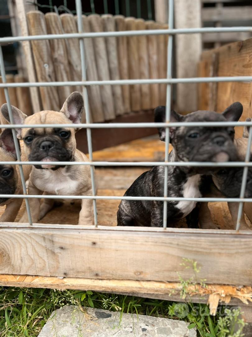 Bulldog francese - Animali In vendita a Modena