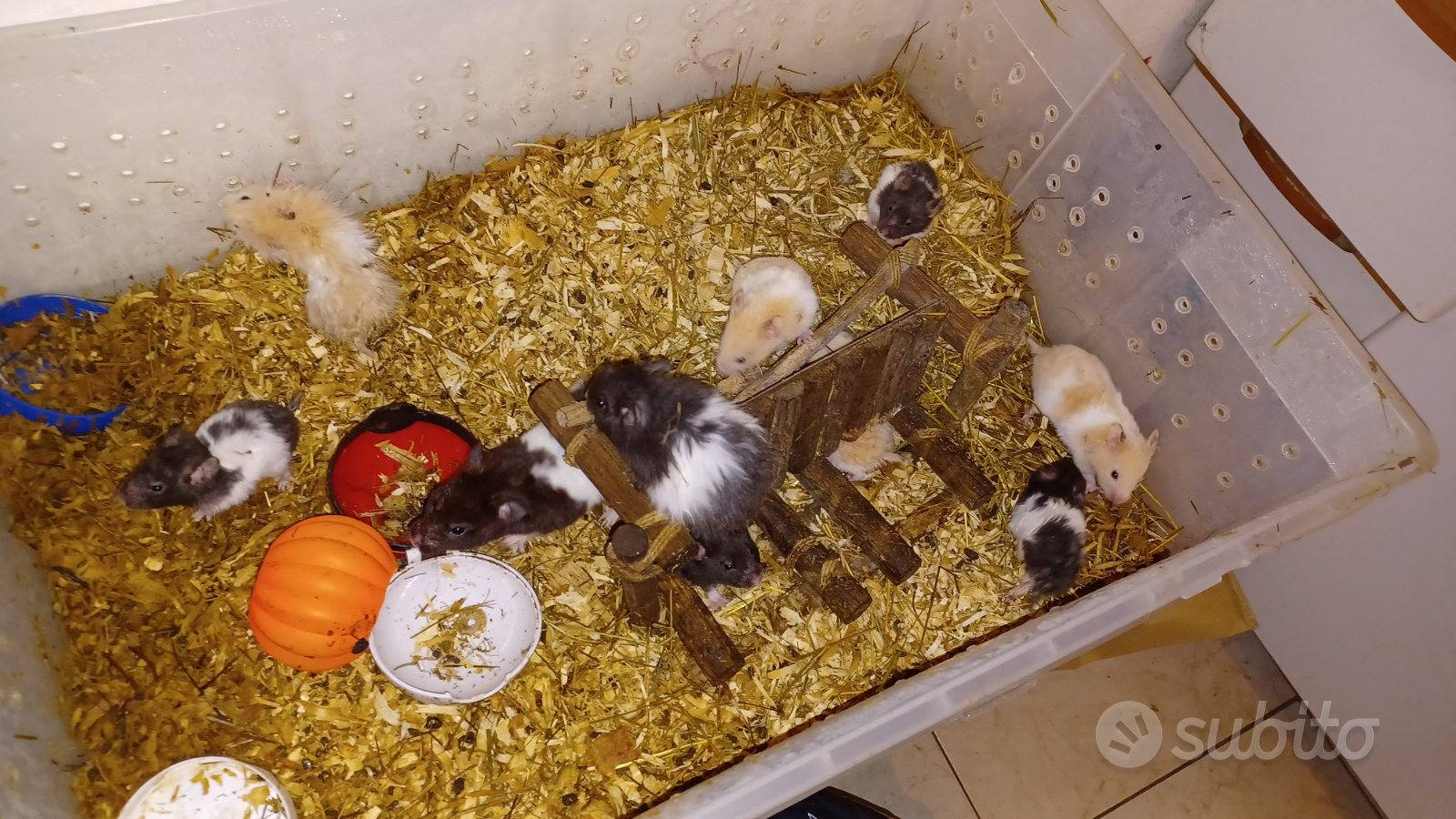 Criceti dorati Hamtaro pelo lungo e corto - Animali In vendita a Pistoia
