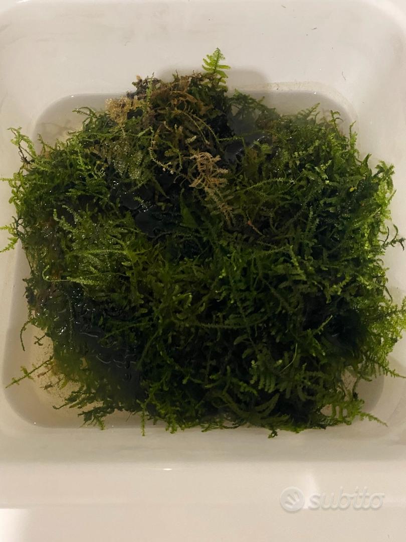 Vesicularia dubyana muschio di Java per acquari - Giardino e Fai da te ...