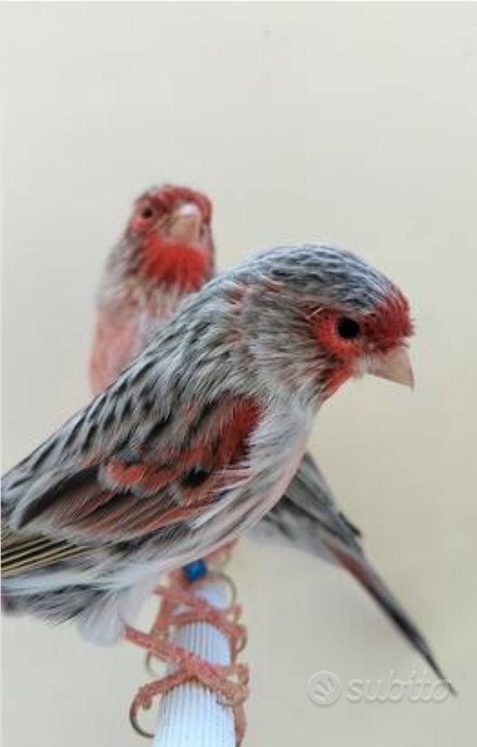 Canarini agata rosso mosaico - Animali In vendita a Salerno