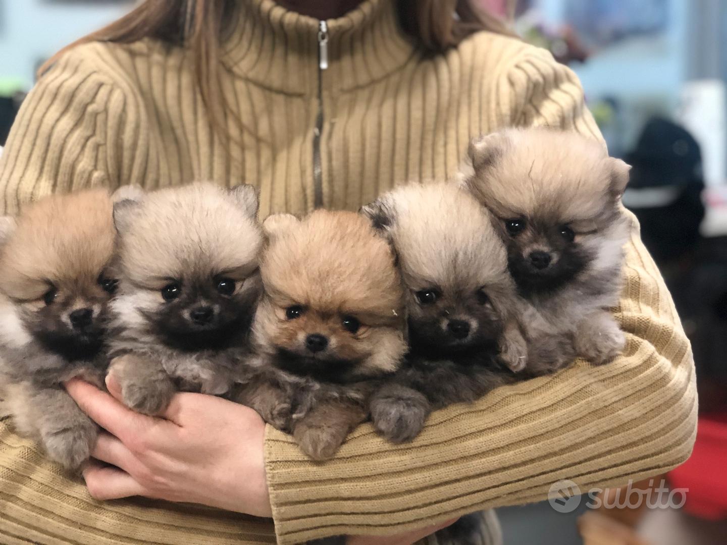 Allevamento Spitz Pomerania, Barboncino e Maltipoo - Animali In vendita ...