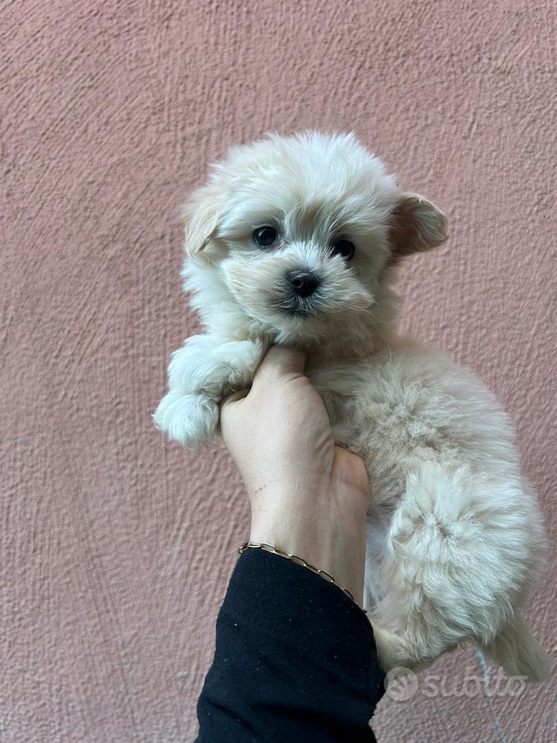 Maltipoo toy - Animali In vendita a Roma