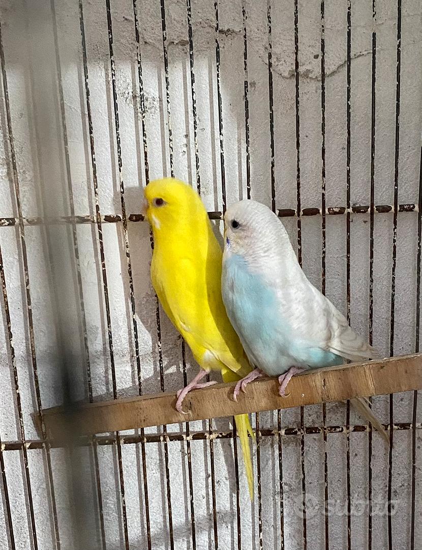 Vend cocoriti di tutti colori anno 2026 - Animali In vendita a Caserta